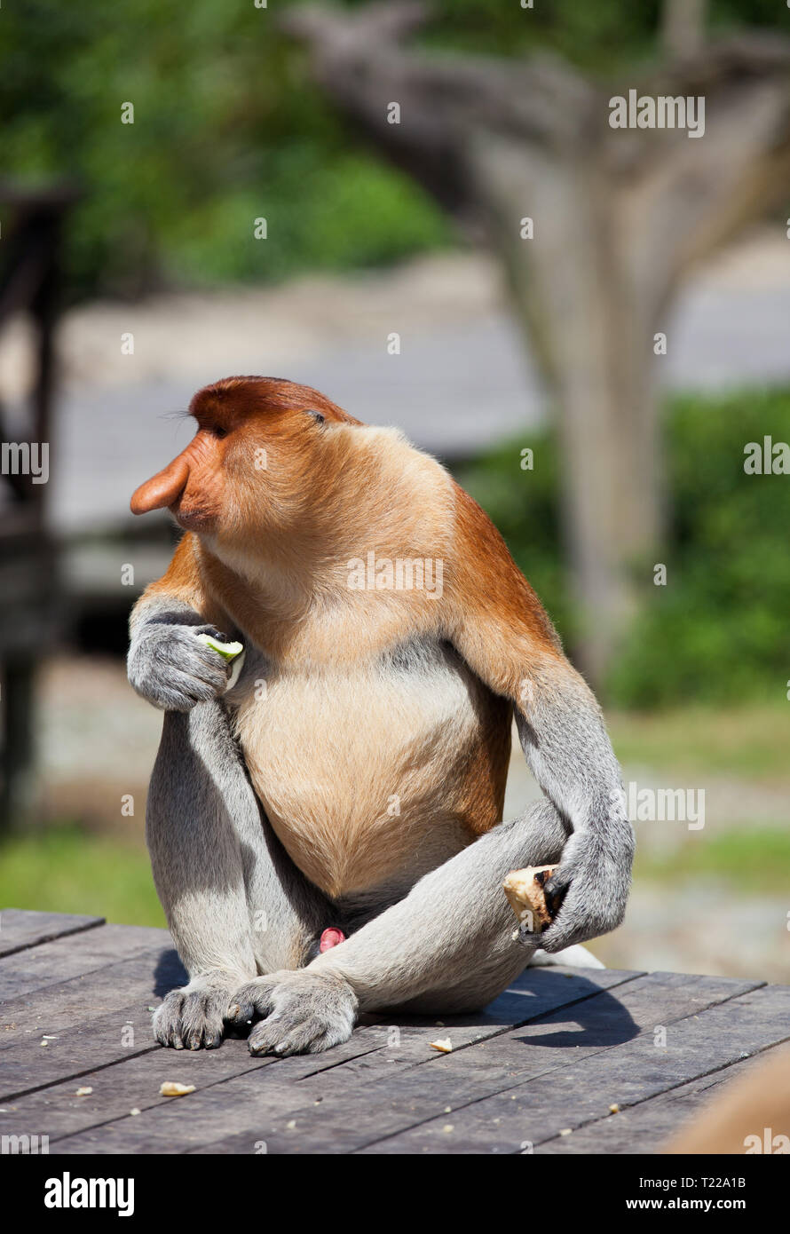 Proboscis monkey fingers hi-res stock photography and images - Alamy