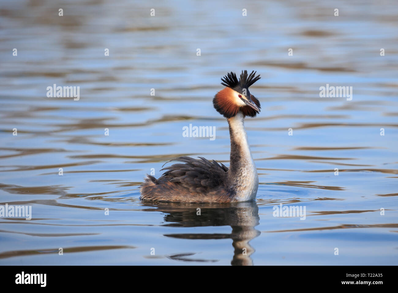 The great crested grebe is a member of the grebe family of water birds ...