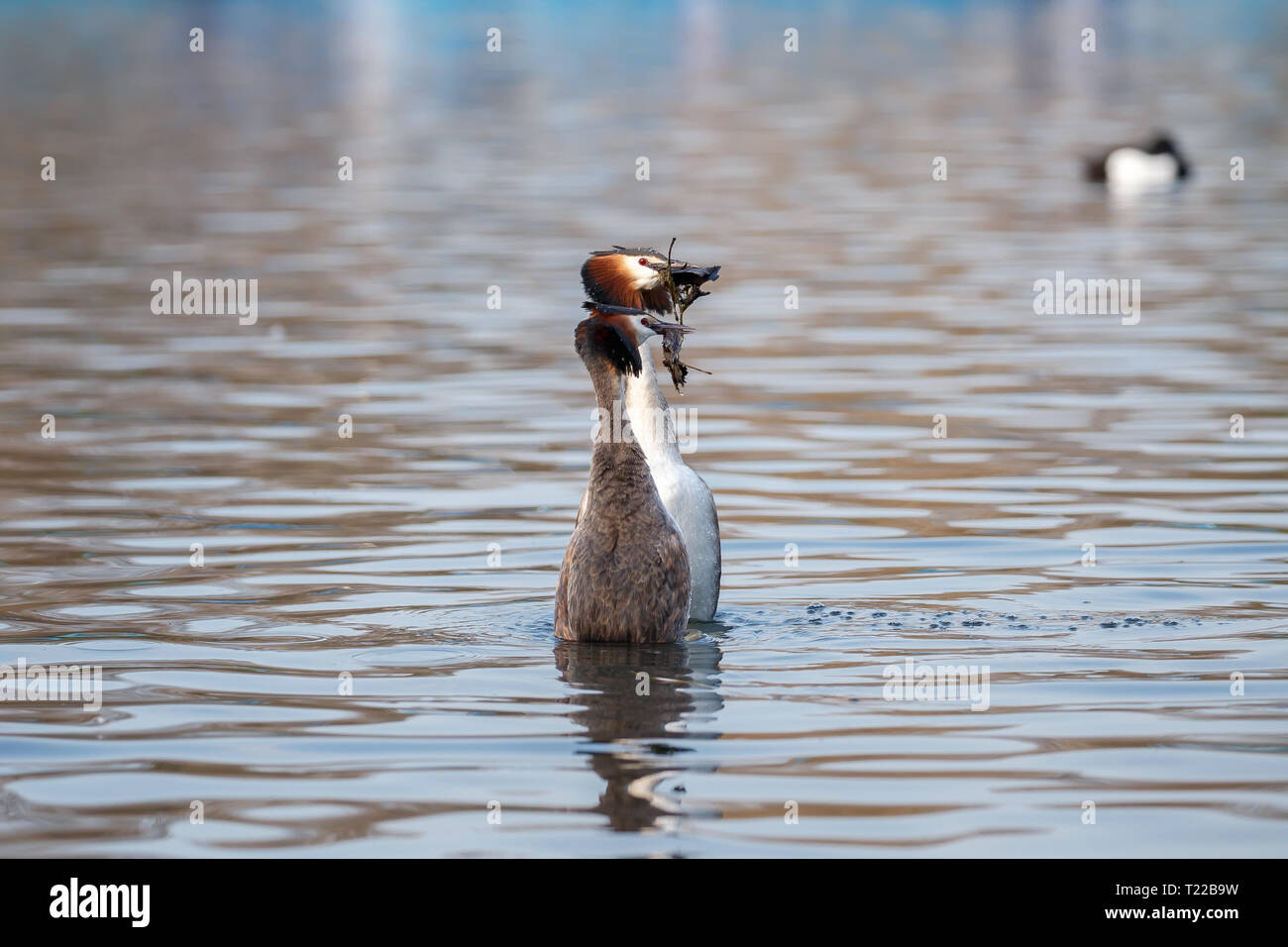The great crested grebe is a member of the grebe family of water birds ...