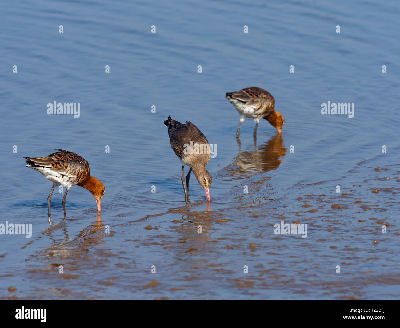 Black-tailed Godwits Limosa limosa feeding April Titchwell Norfolk ...