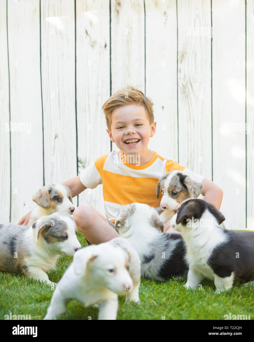 Childhood corgi hi-res stock photography and images - Alamy