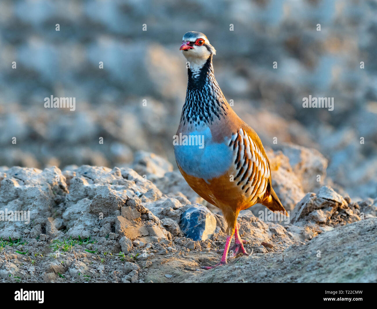 Breeding Plumage Red Legged Partridge High Resolution Stock Photography ...