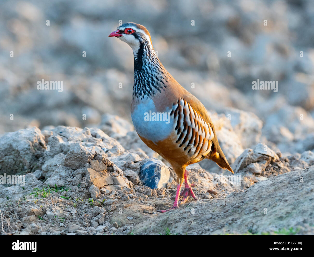 Red-legged Partridge Alectoris rufa feeding Stock Photo - Alamy