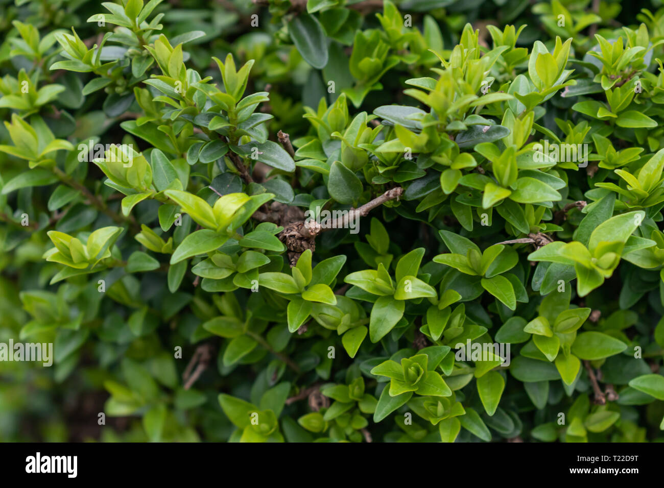 Close-up of hedge. Details in leaves and branches. Depth of field Stock ...