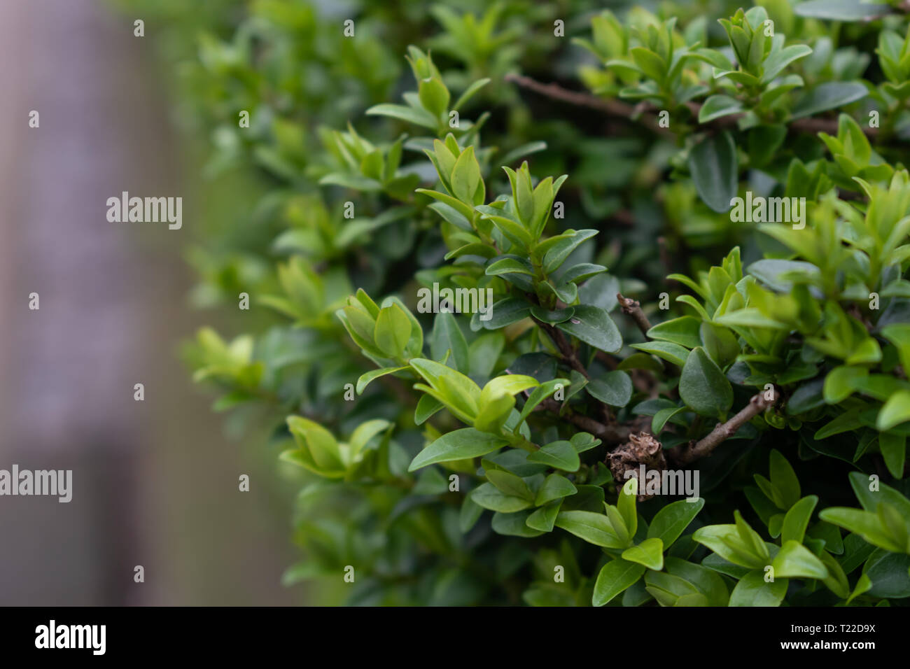 Close-up edge view of bush. Open space blurred. Vividly green and sharp ...
