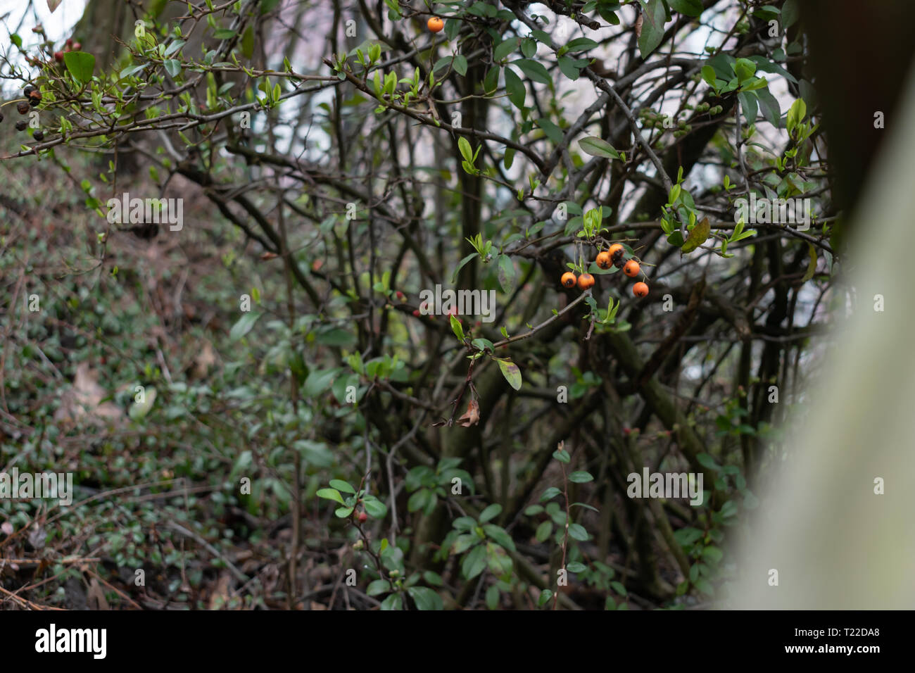 Thicket fence hi-res stock photography and images - Alamy