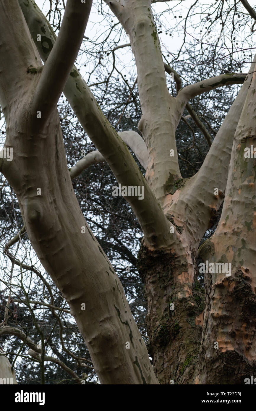 Smooth Tree Trunk Stock Photos & Smooth Tree Trunk Stock Images - Alamy