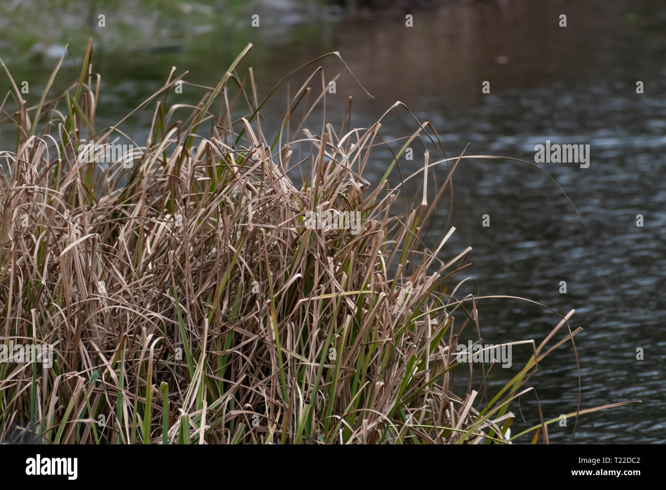 Water grass hi-res stock photography and images - Alamy