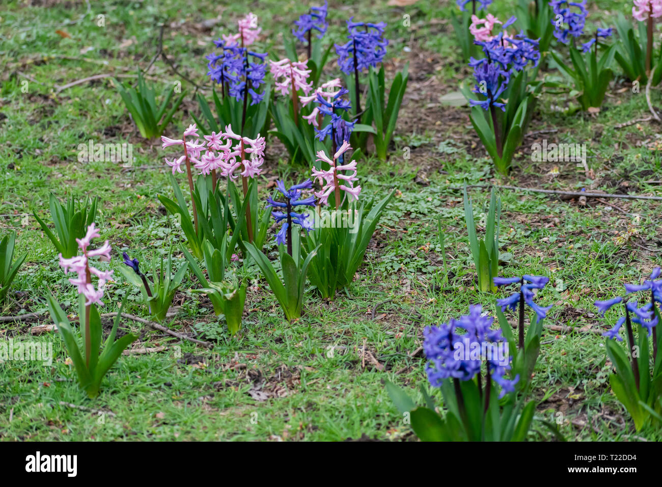 Budding Flowers High Resolution Stock Photography and Images - Alamy