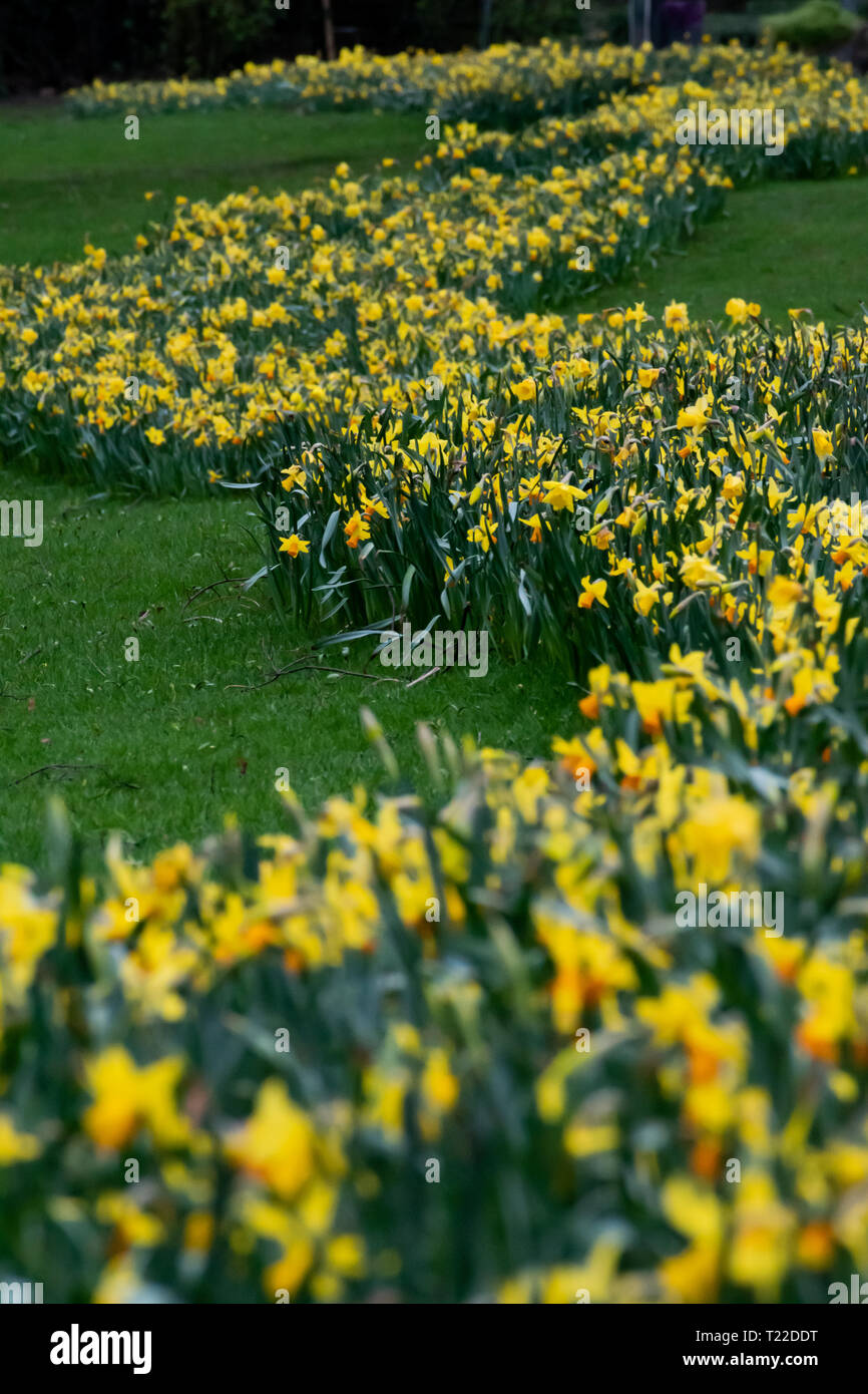 Winding trail of yellow park flowers. Background of yellow bulbous ...