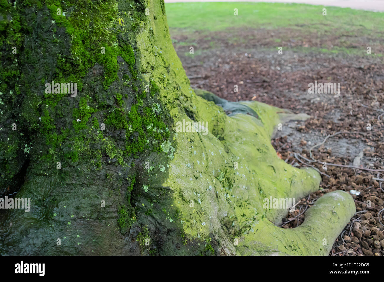 Close-up of tree trunk with spring growing moss and lichen. Open space ...