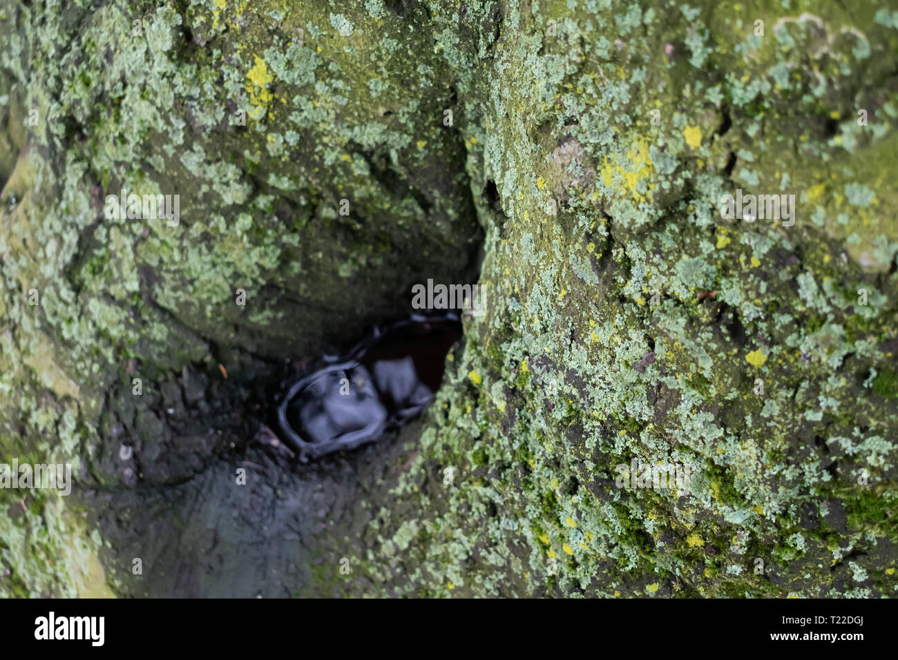 Light reflection in small water pool. Crevice in tree. Close-up of city ...