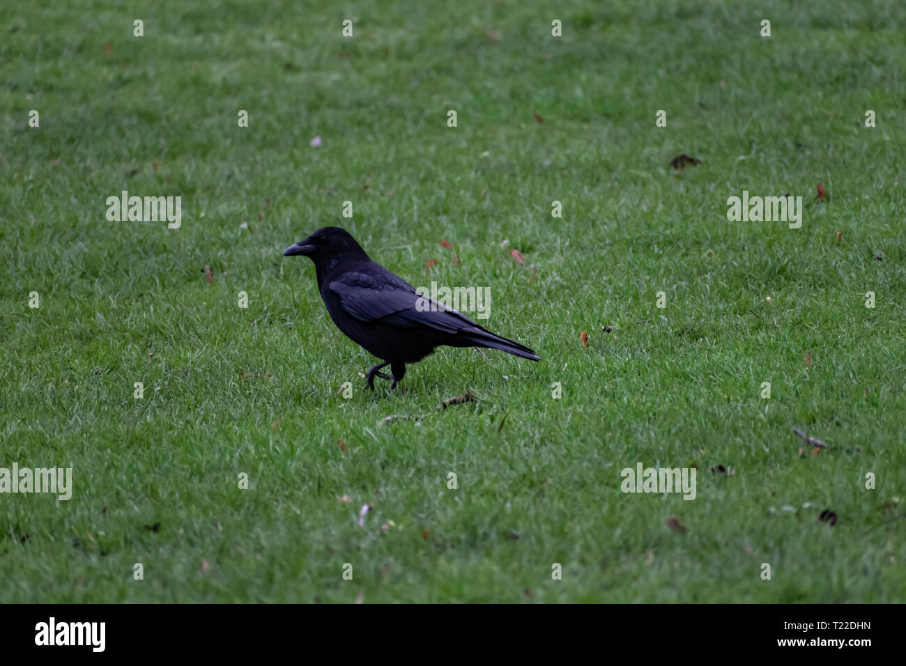 Common raven: Corvus corax. Bird stepping through vivid green grass ...