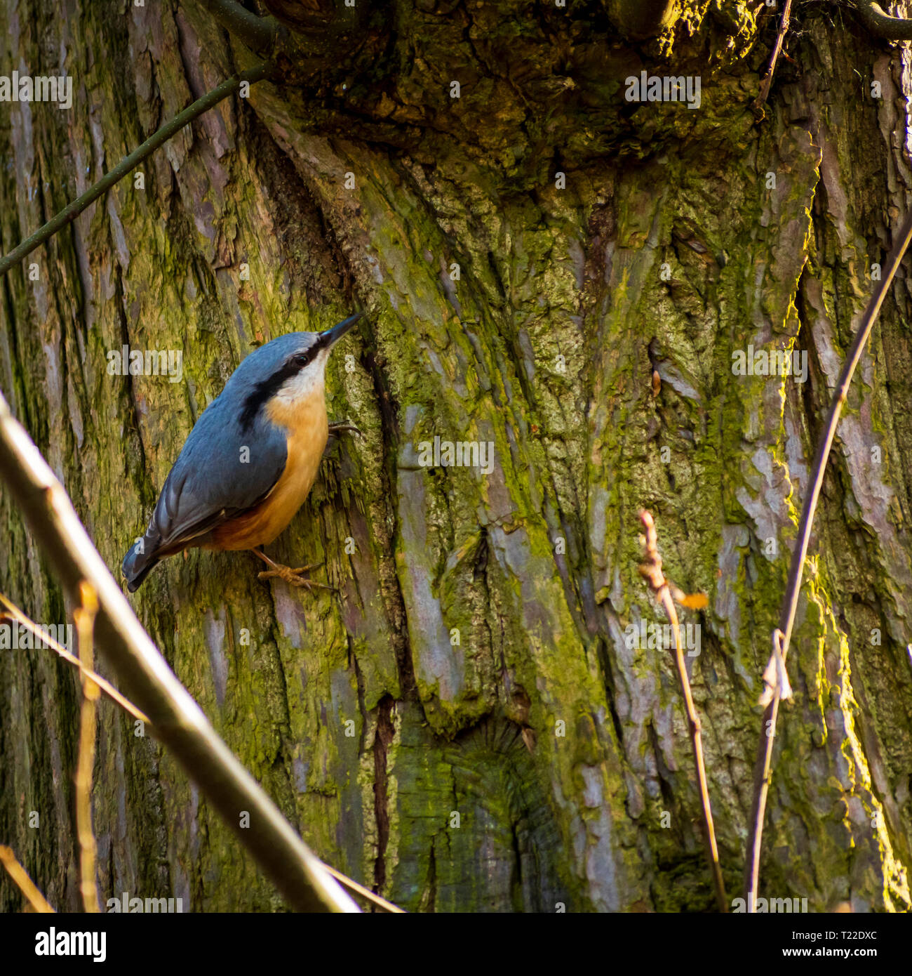 Tree climbing bird hi-res stock photography and images - Alamy