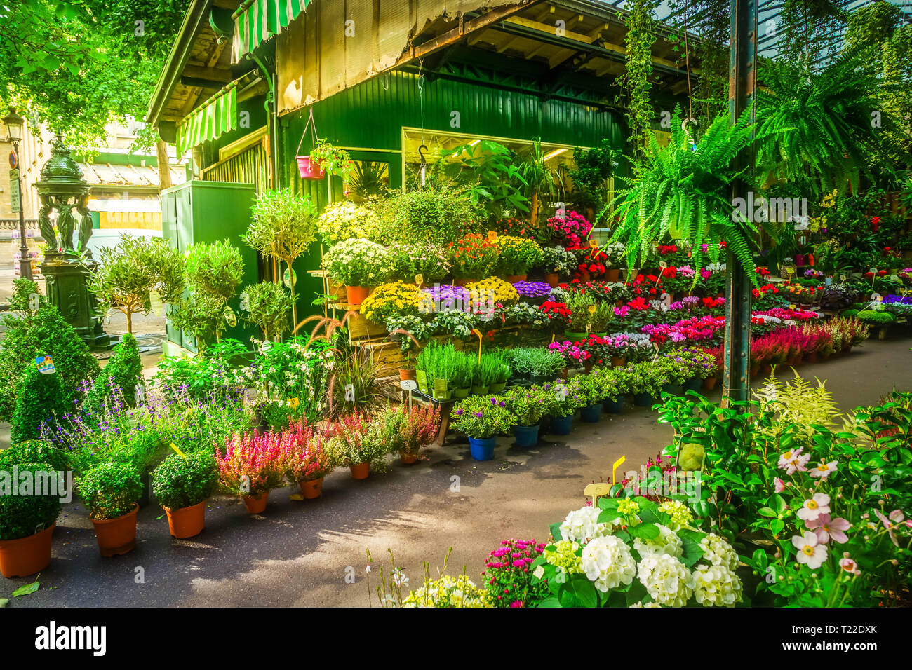 Paris flower market with fresh flowers pots Stock Photo - Alamy