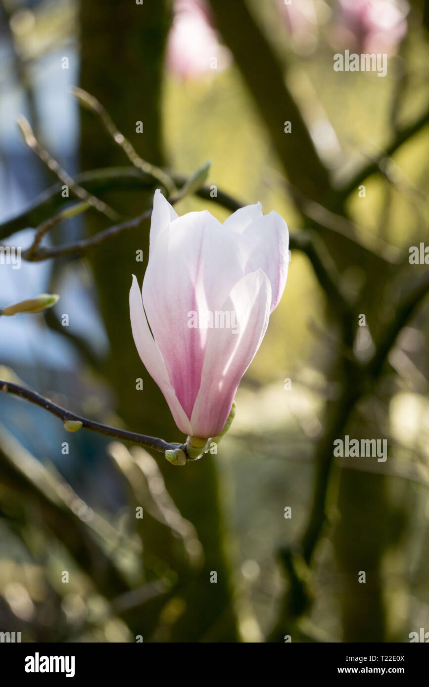 Magnolia cup hi-res stock photography and images - Alamy