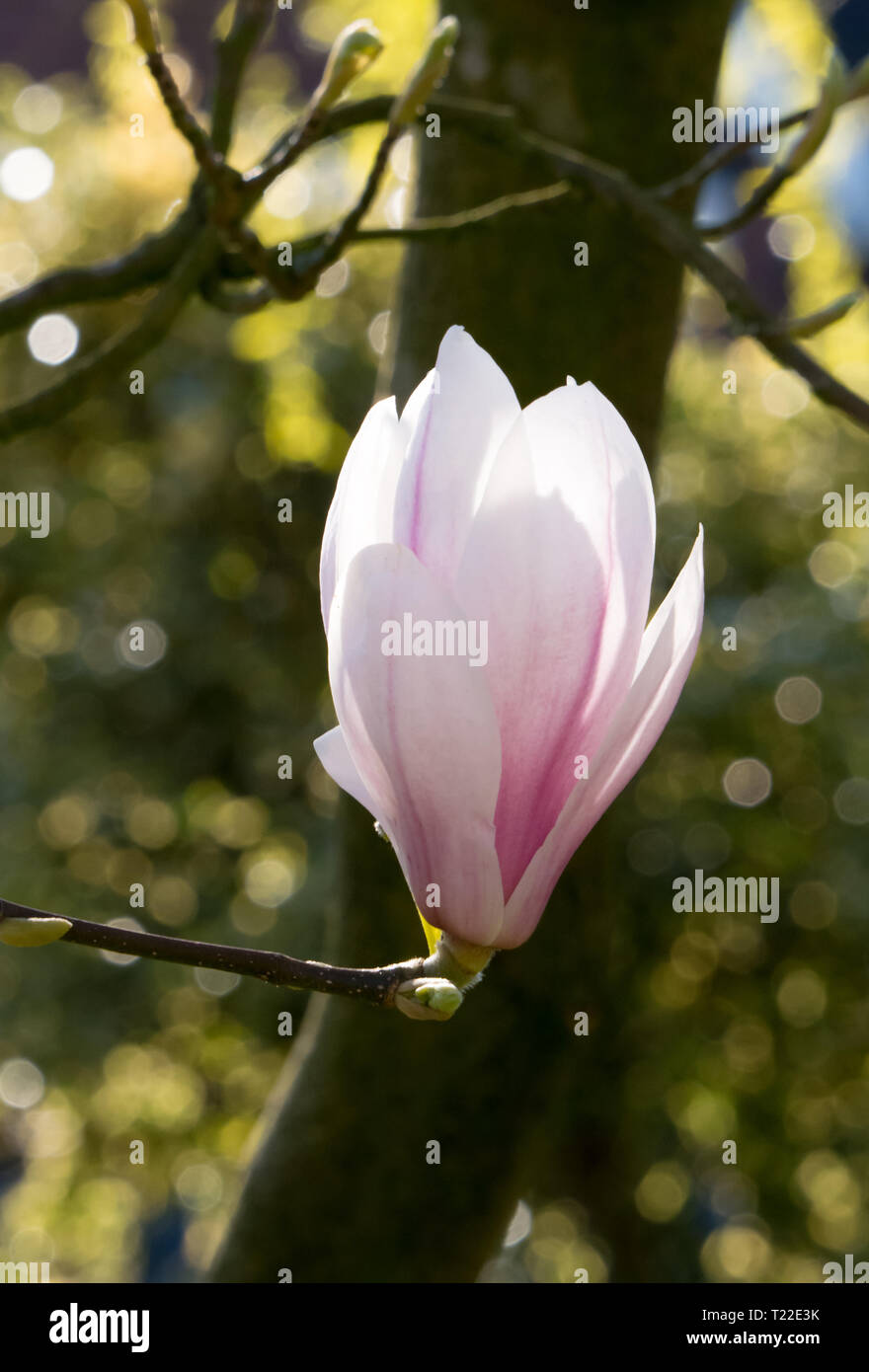 Elegant magnolia hi-res stock photography and images - Alamy