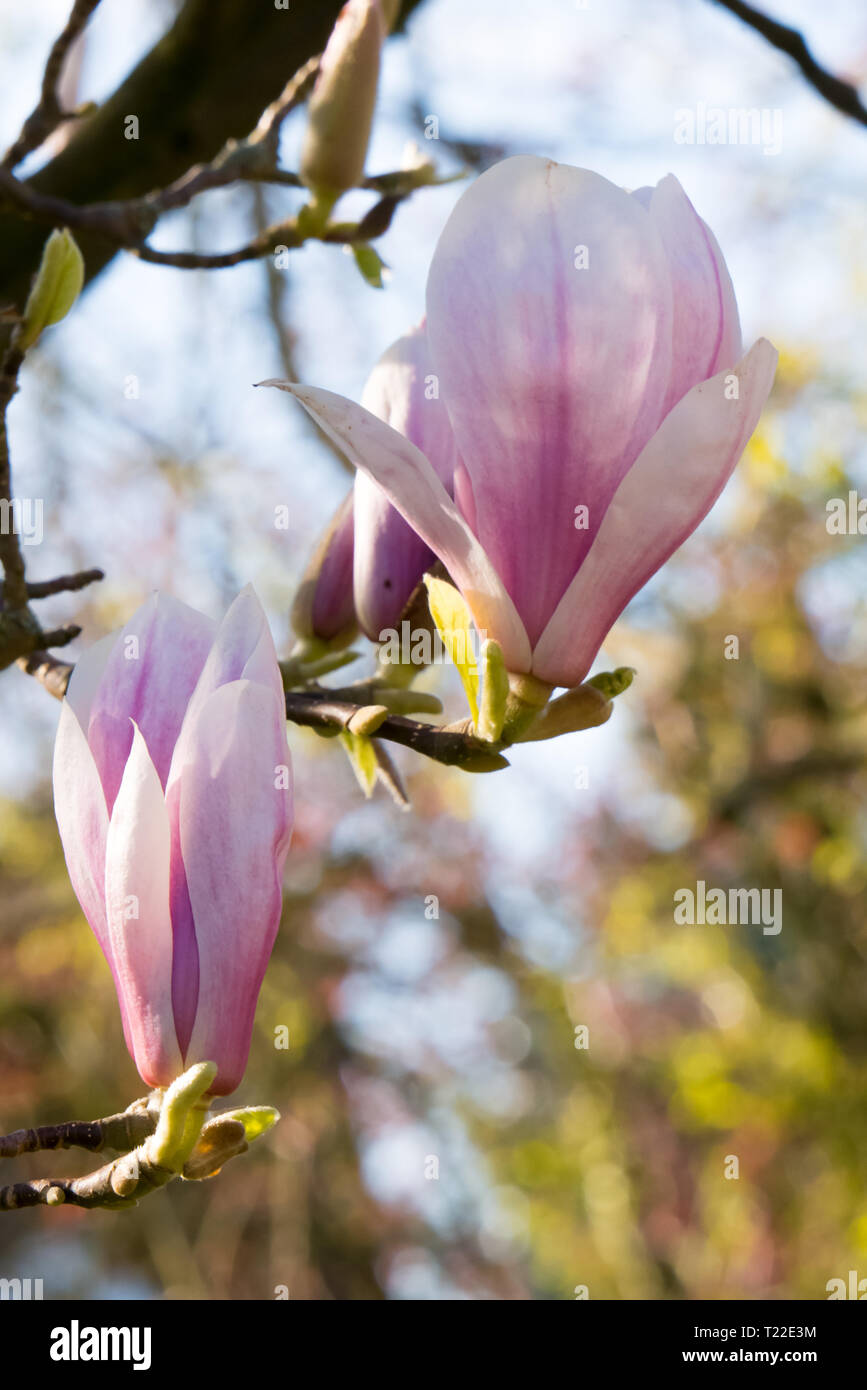 Double magnolia flower hi-res stock photography and images - Alamy