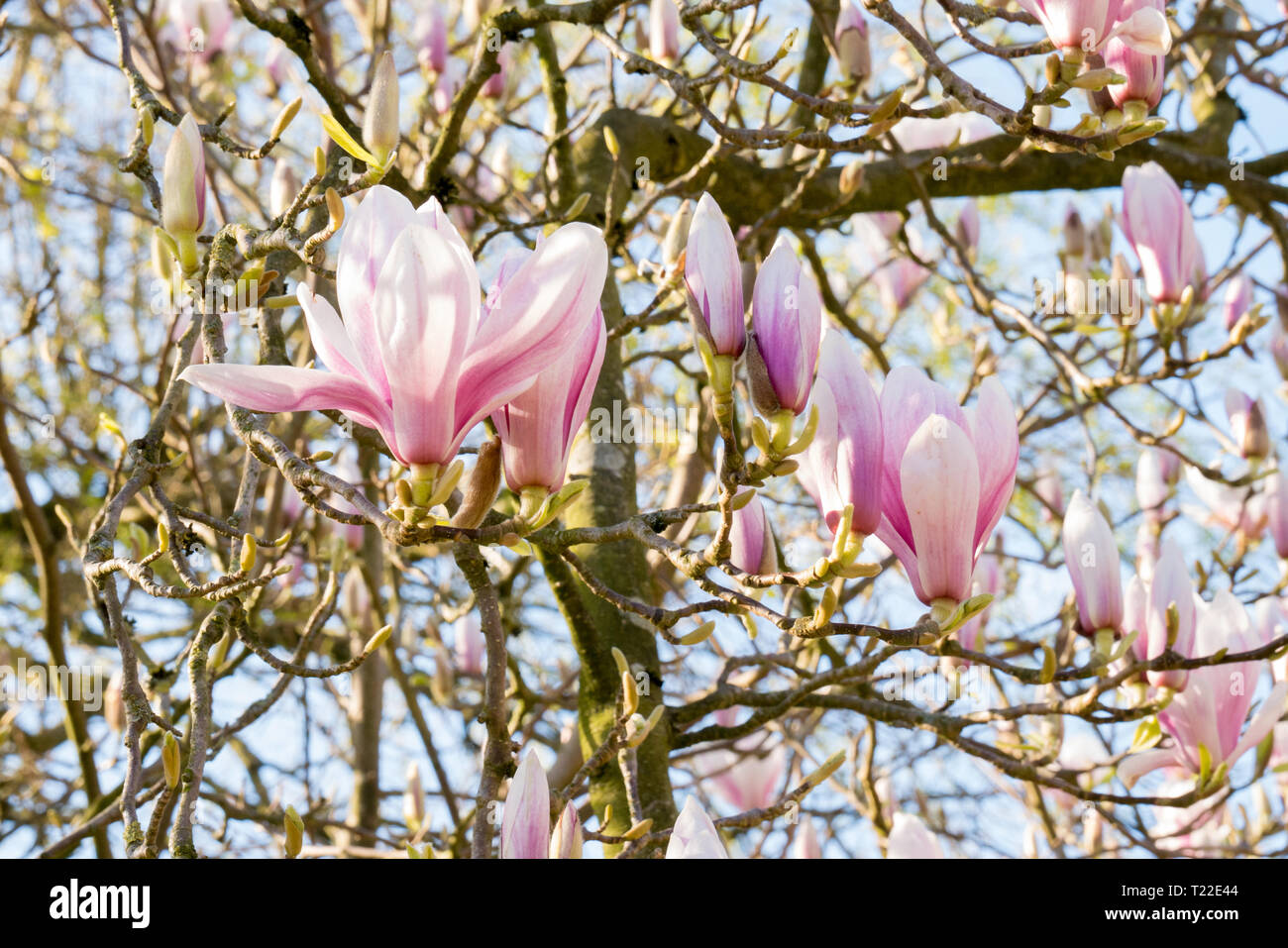 Magnolia flower tree hi-res stock photography and images - Alamy