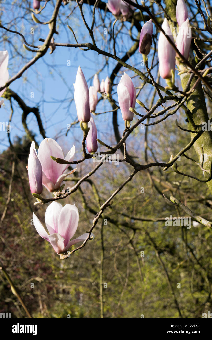 Magnolia buds hi-res stock photography and images - Alamy