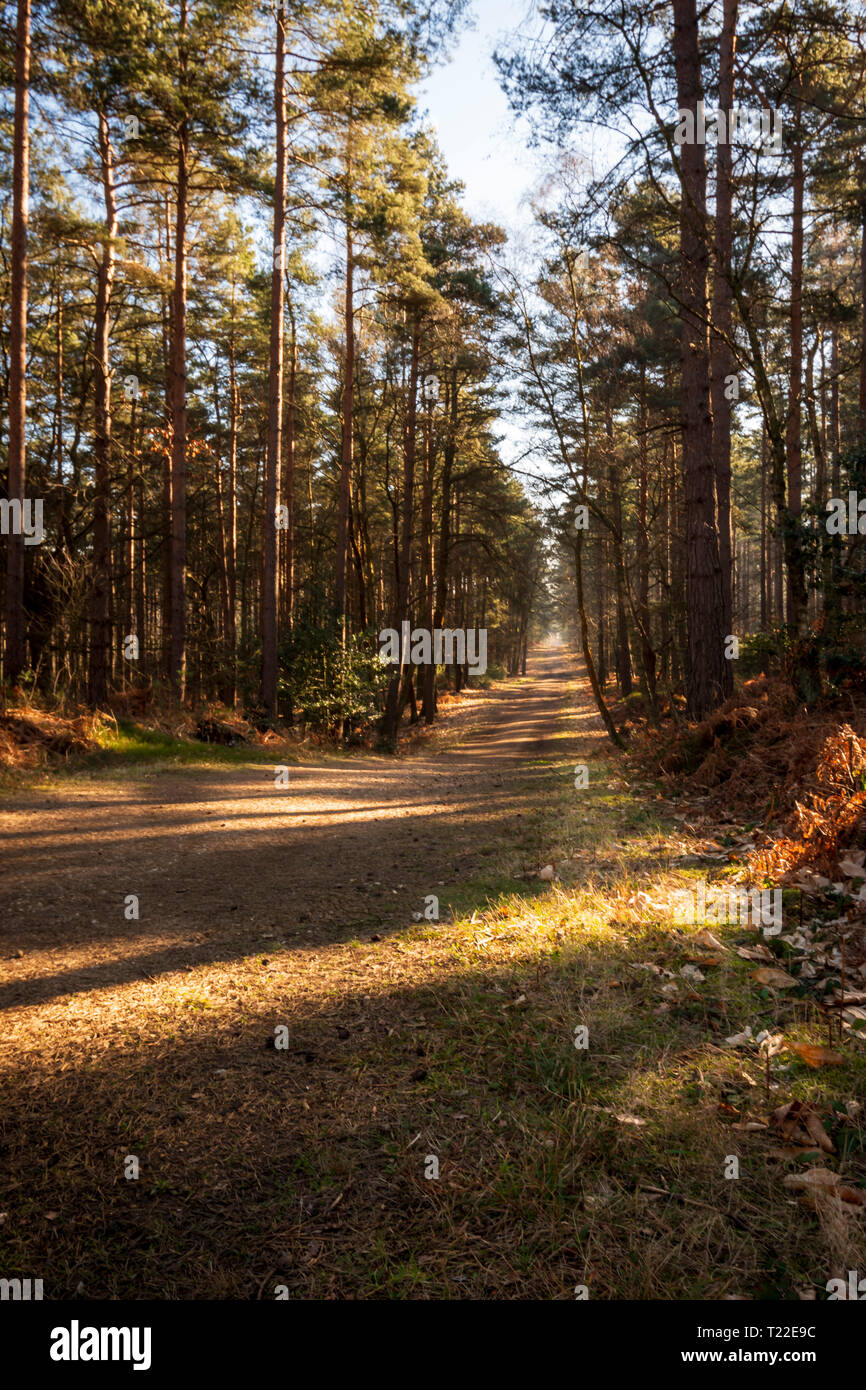 A straight path leads through a forest into the distance Stock Photo ...