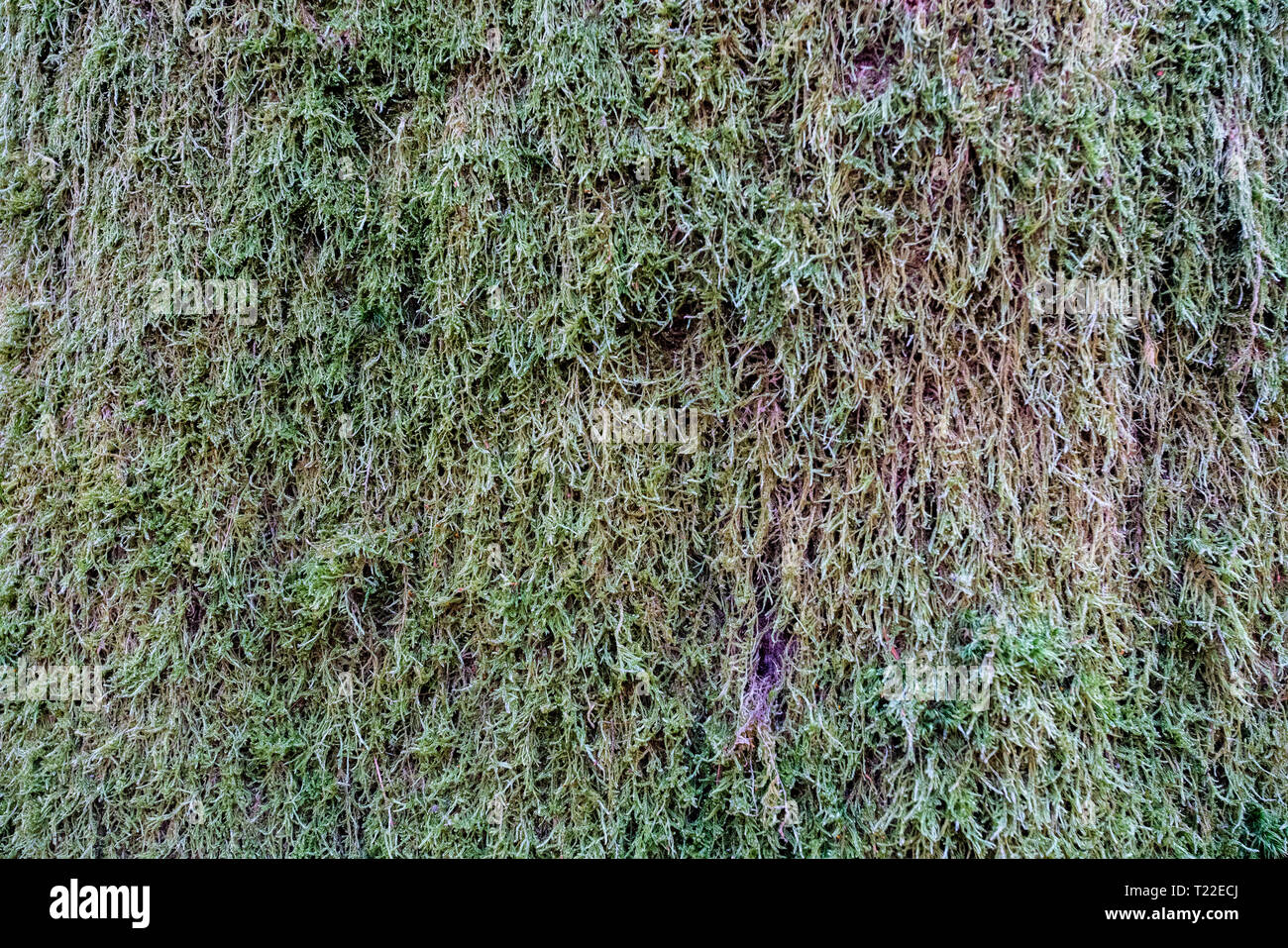 Moss texture, background with copy space Stock Photo - Alamy