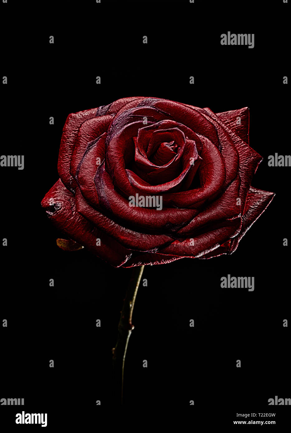 Decay product hi-res stock photography and images - Alamy