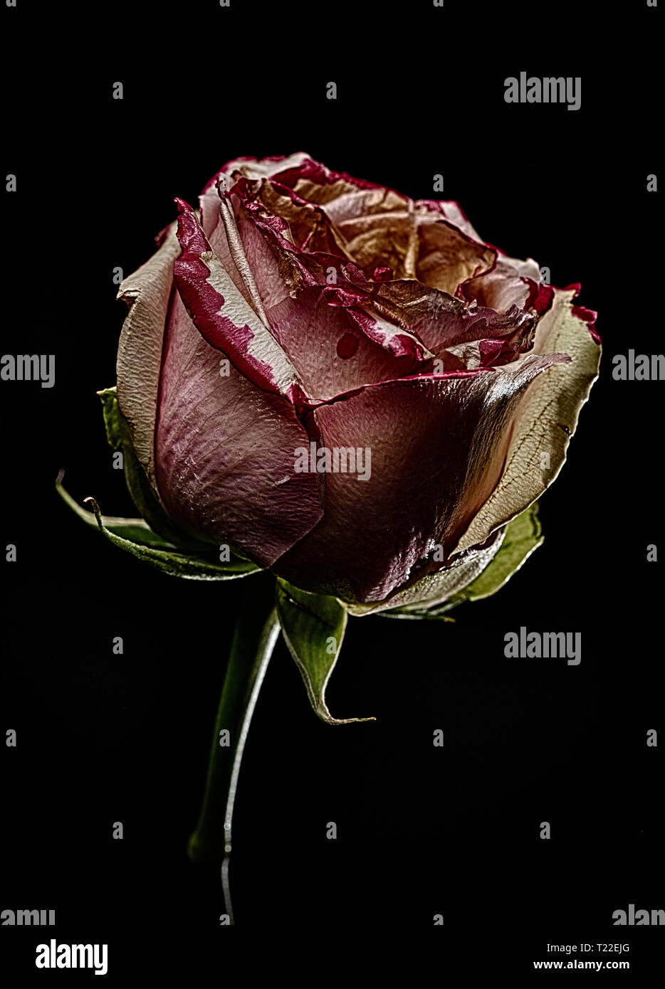 Wilted rose illustration hi-res stock photography and images - Alamy