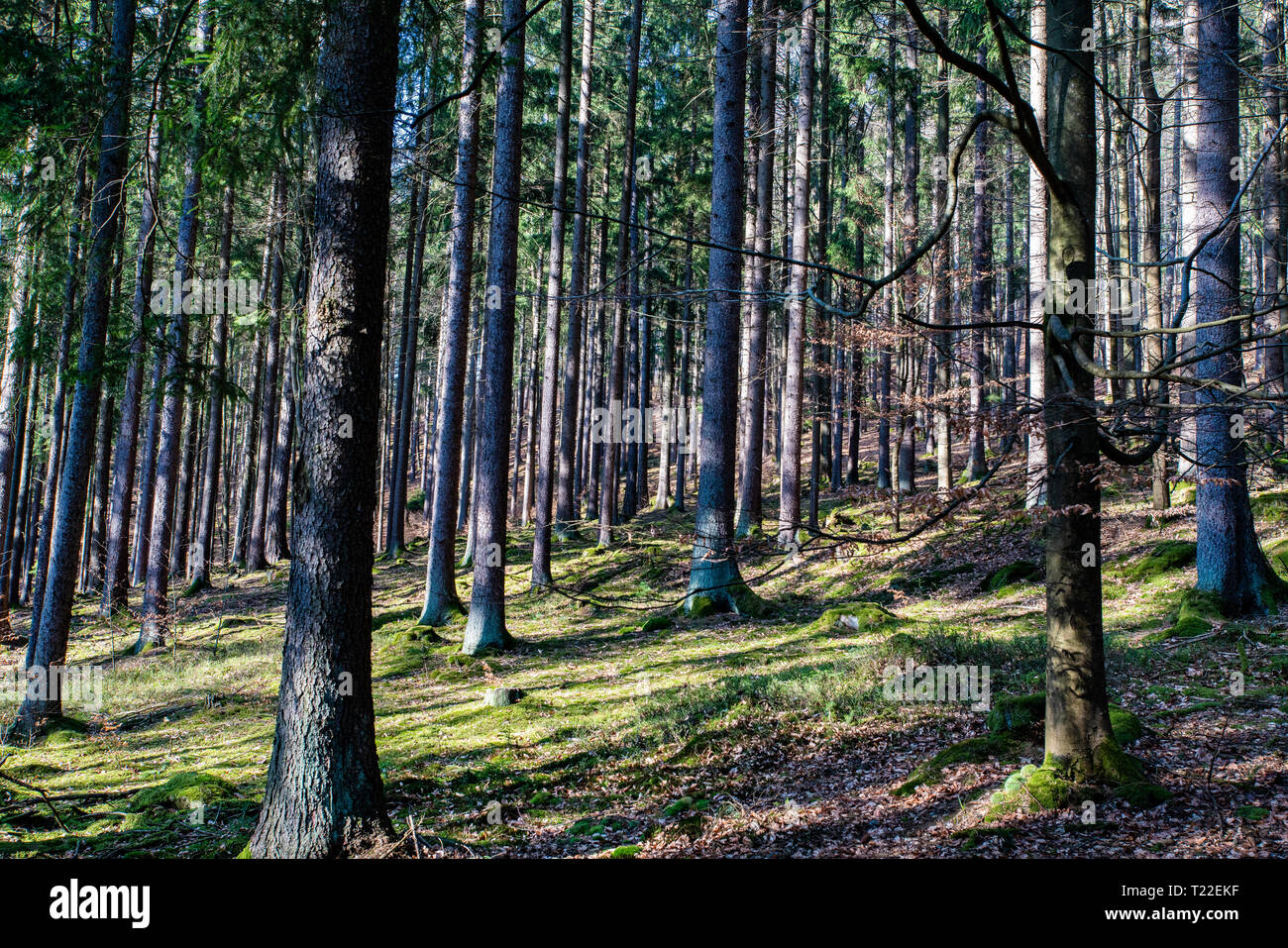 Green forest trees hi-res stock photography and images - Alamy