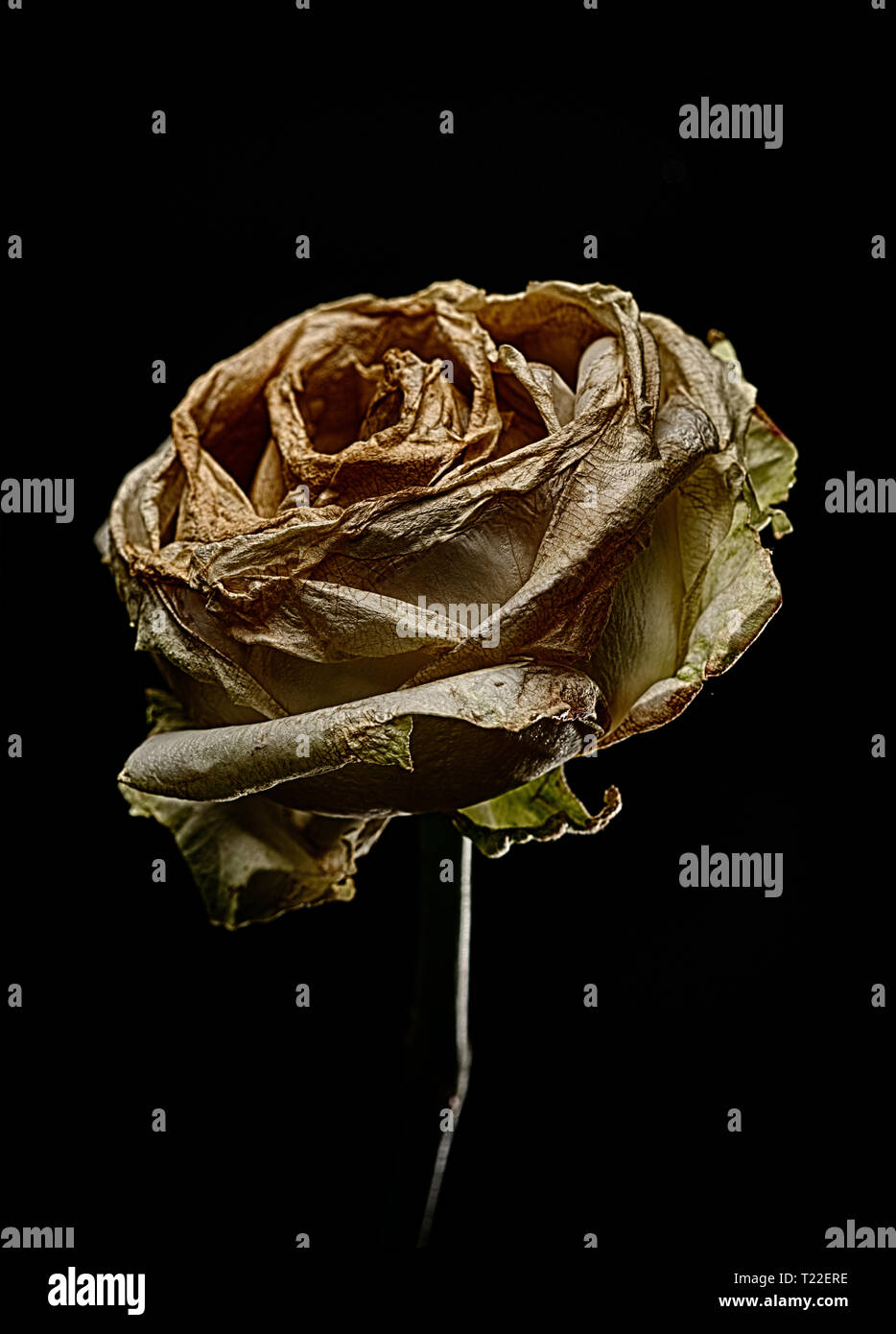Wilted rose illustration hi-res stock photography and images - Alamy
