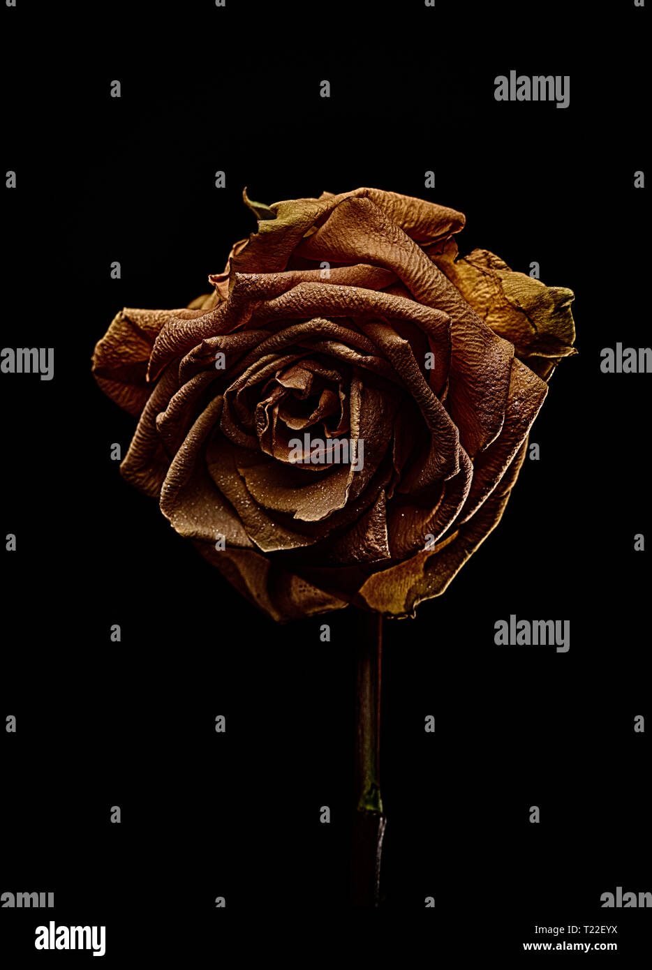Wilted rose illustration hi-res stock photography and images - Alamy