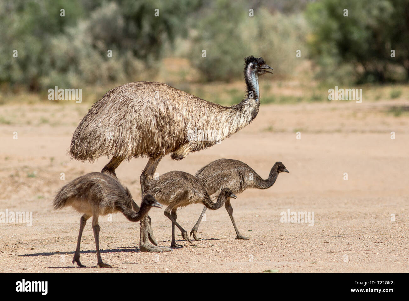 Emu chicks hi-res stock photography and images - Alamy