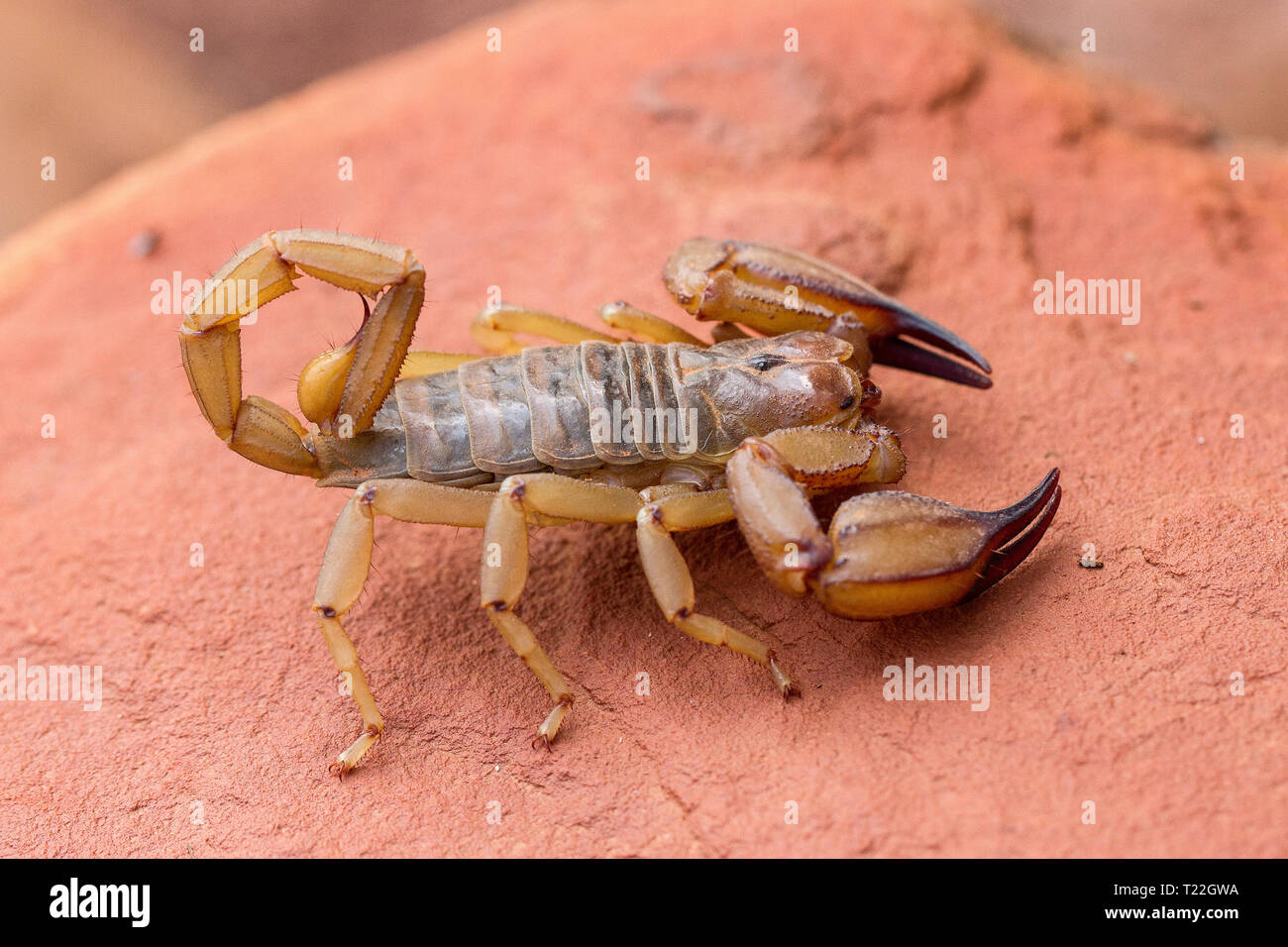 Flinders ranges scorpion hi-res stock photography and images - Alamy
