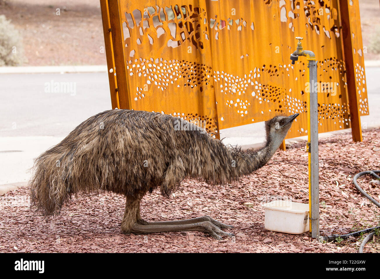 Emu drinking from tap hi-res stock photography and images - Alamy