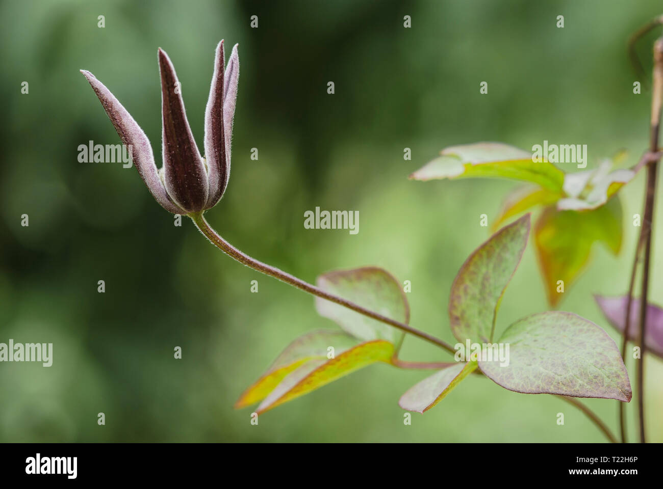 Emerging, partly opened flower of Clematis 'Cassis' against green ...