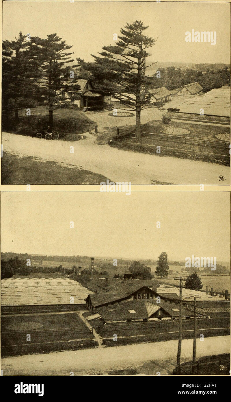 Archive image from page 5 of Dingee guide to rose culture Dingee guide ...