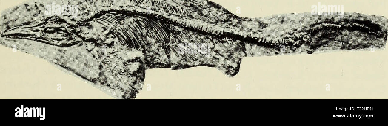 Archive image from page 6 of Differential growth in three ichthyosaurs ...