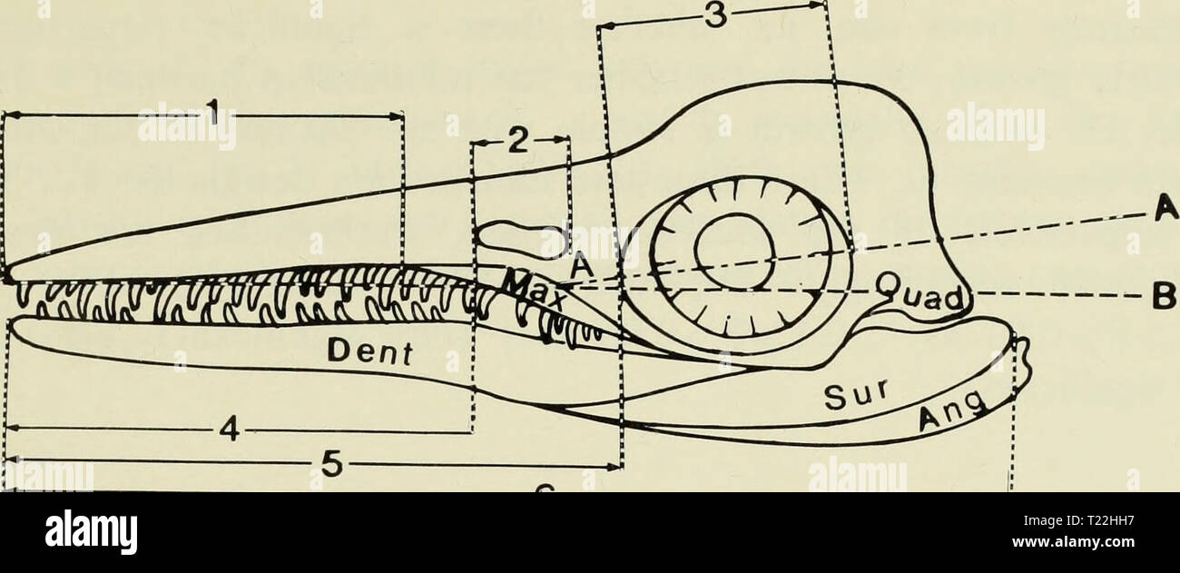Archive image from page 8 of Differential growth in three ichthyosaurs ...