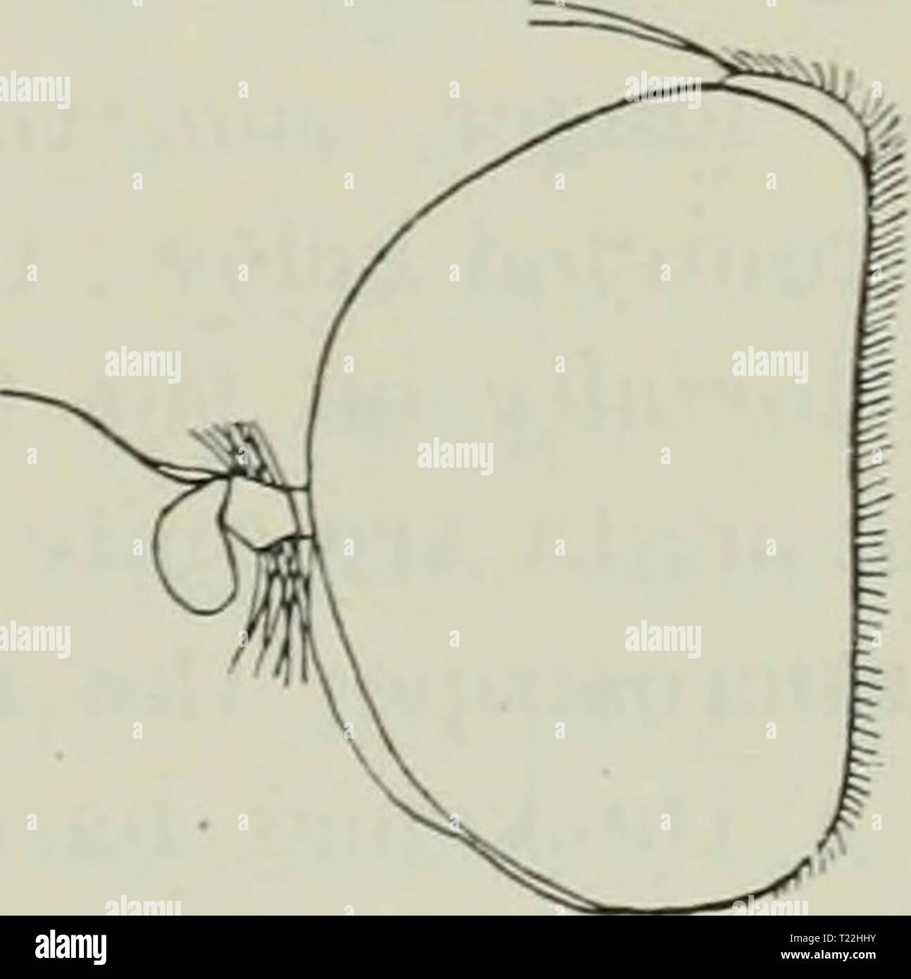 Ocelli diptera hi-res stock photography and images - Alamy