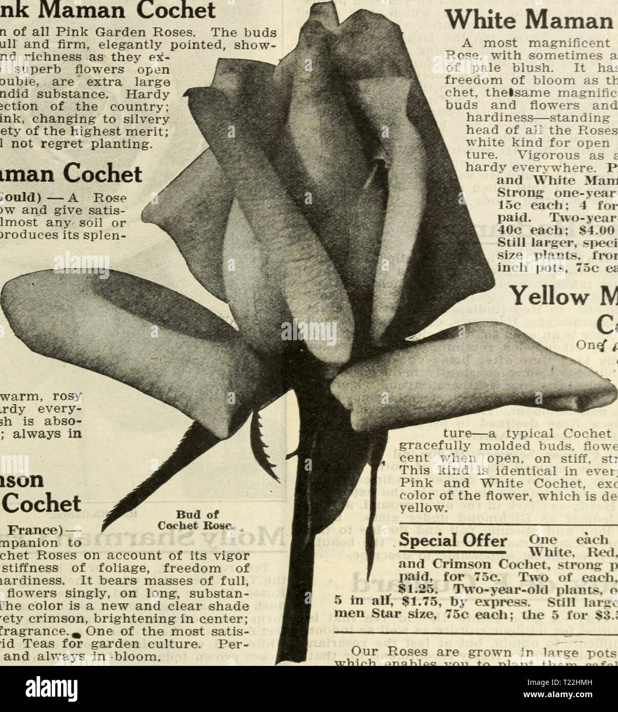 Archive image from page 10 of Dingee guide to rose culture Stock Photo ...