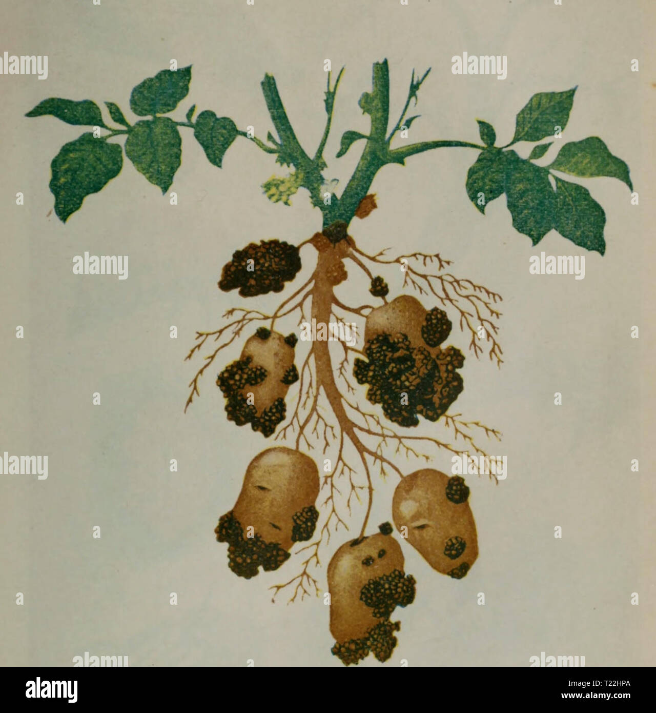 Xuan wu hi-res stock photography and images - Alamy