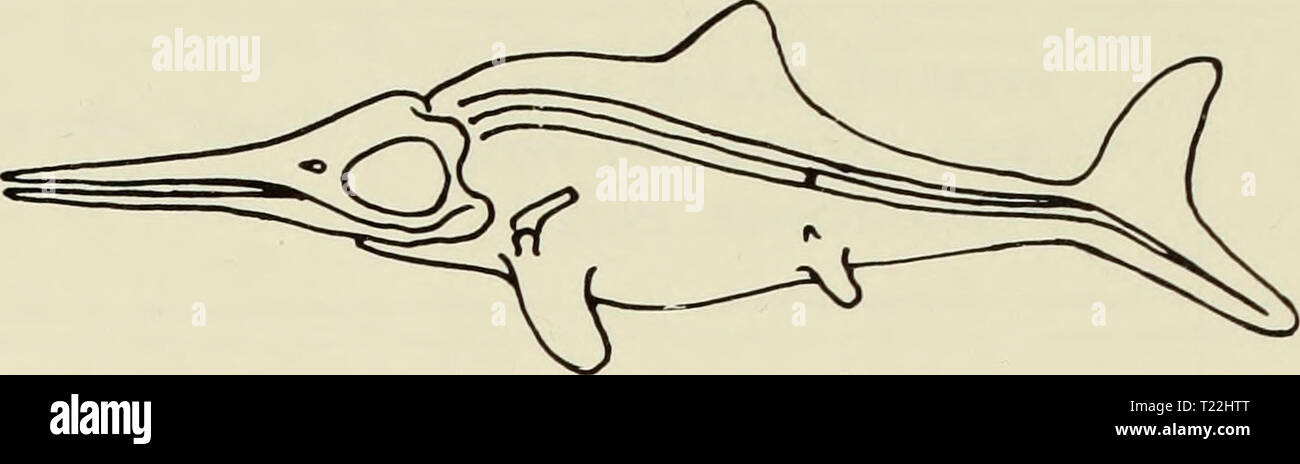 Archive image from page 13 of Differential growth in three ichthyosaurs ...