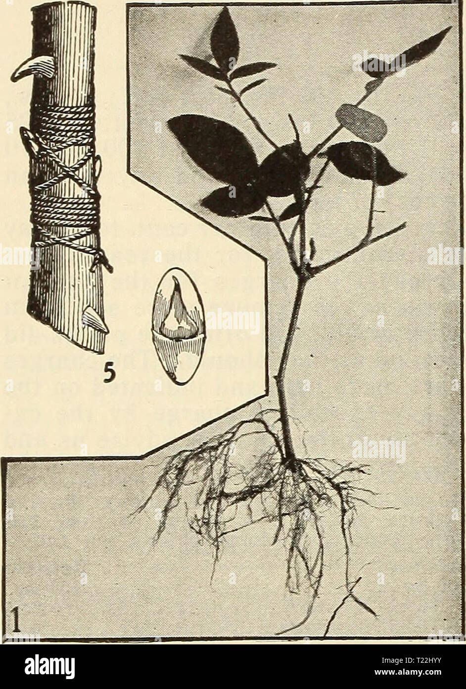 Archive image from page 15 of Dingee guide to rose culture Stock Photo ...