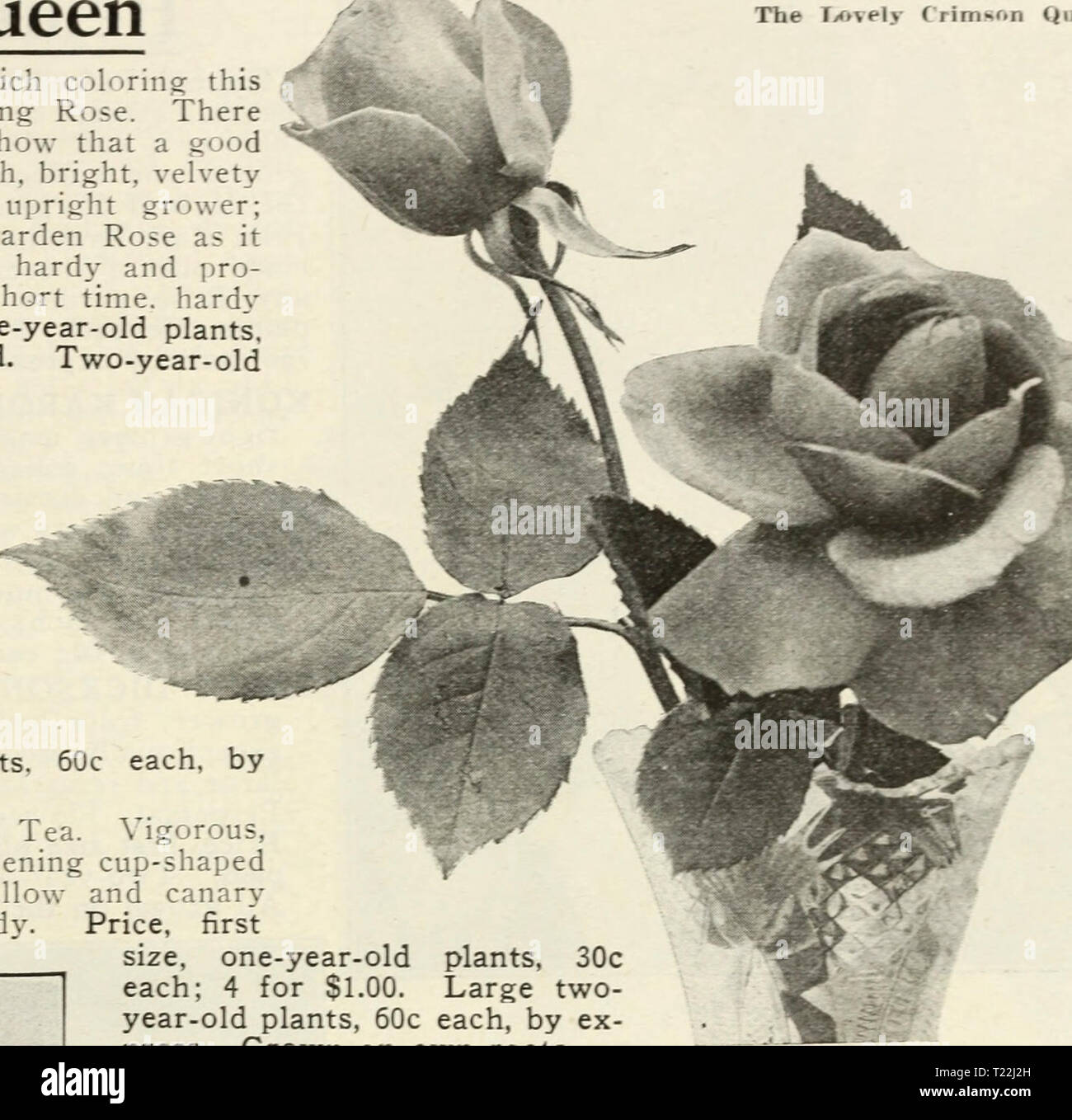Archive image from page 16 of Dingee guide to rose culture Stock Photo ...