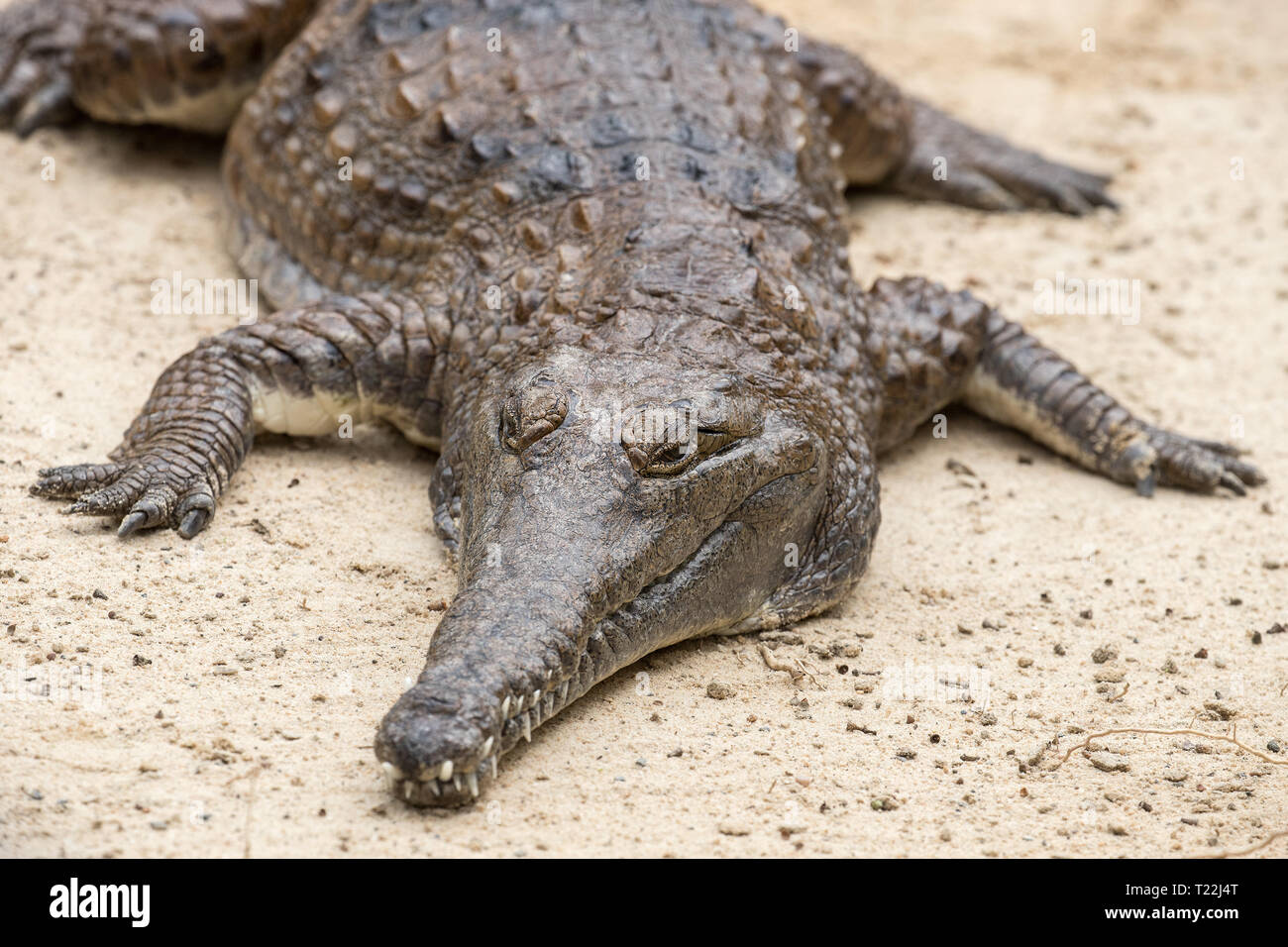 Freshwater crocodile hi-res stock photography and images - Alamy