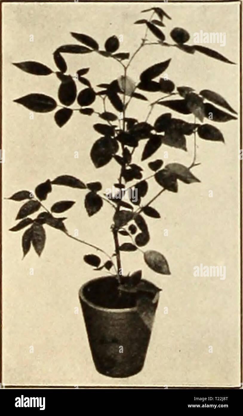 Archive image from page 19 of Dingee guide to rose culture Stock Photo ...