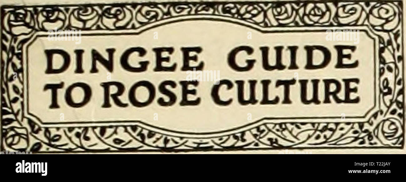 Archive image from page 20 of Dingee guide to rose culture Stock Photo ...