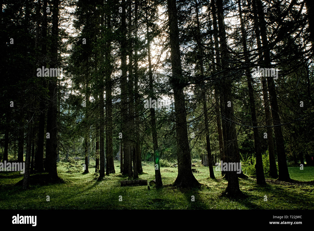 Light and Trees Stock Photo - Alamy