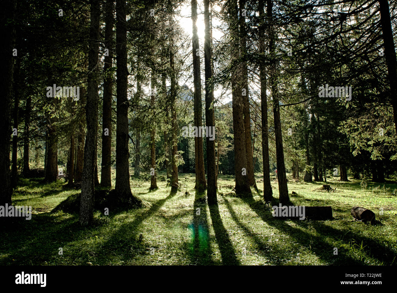 Light and Trees Stock Photo - Alamy