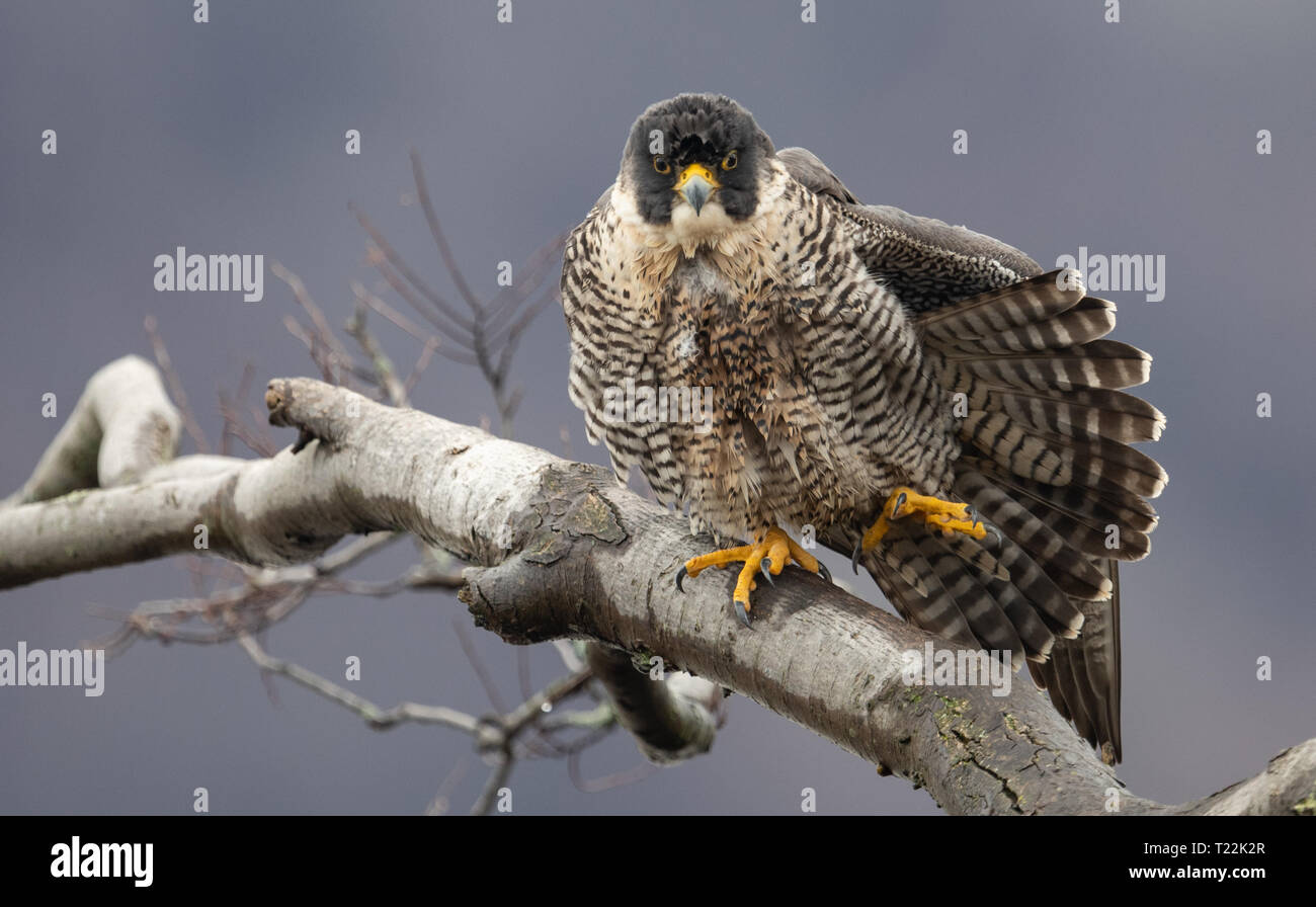 Falcon attack hi-res stock photography and images - Alamy